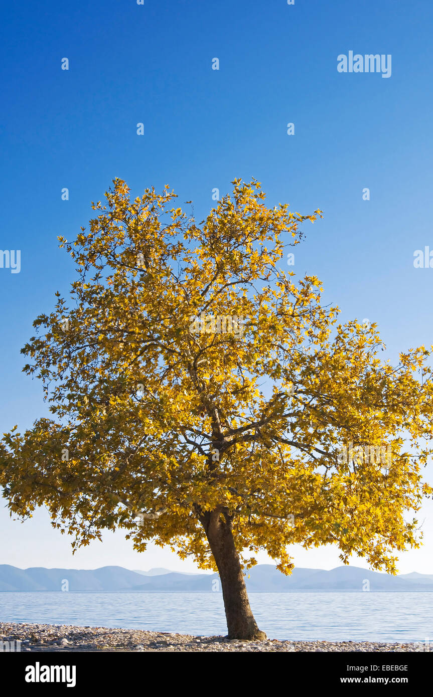 Platane tree hi-res stock photography and images - Alamy