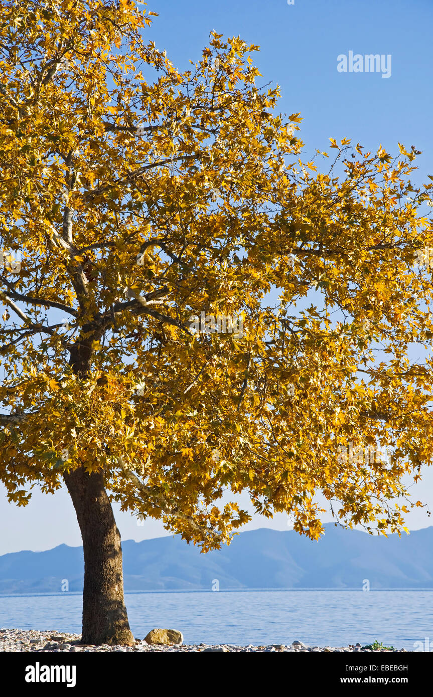 Seascape with autumnal plane tree Stock Photo - Alamy