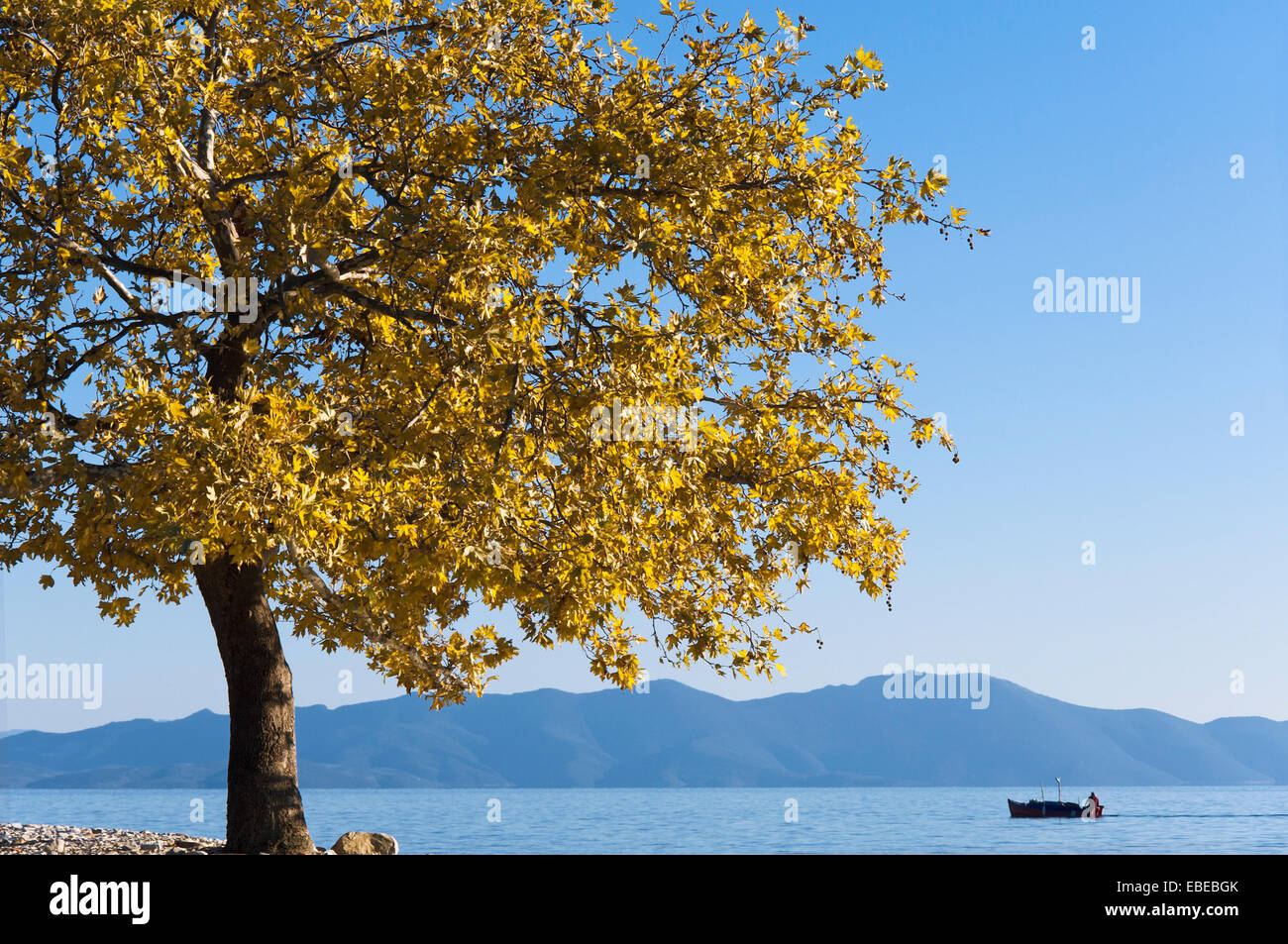 Seascape with autumnal plane tree and fishing boat Stock Photo - Alamy