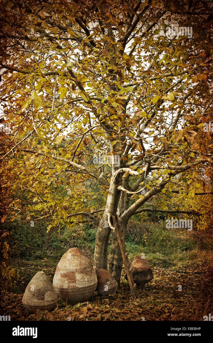 Ancient earthenware amphoras beneath autumnal walnut tree (vintage ...
