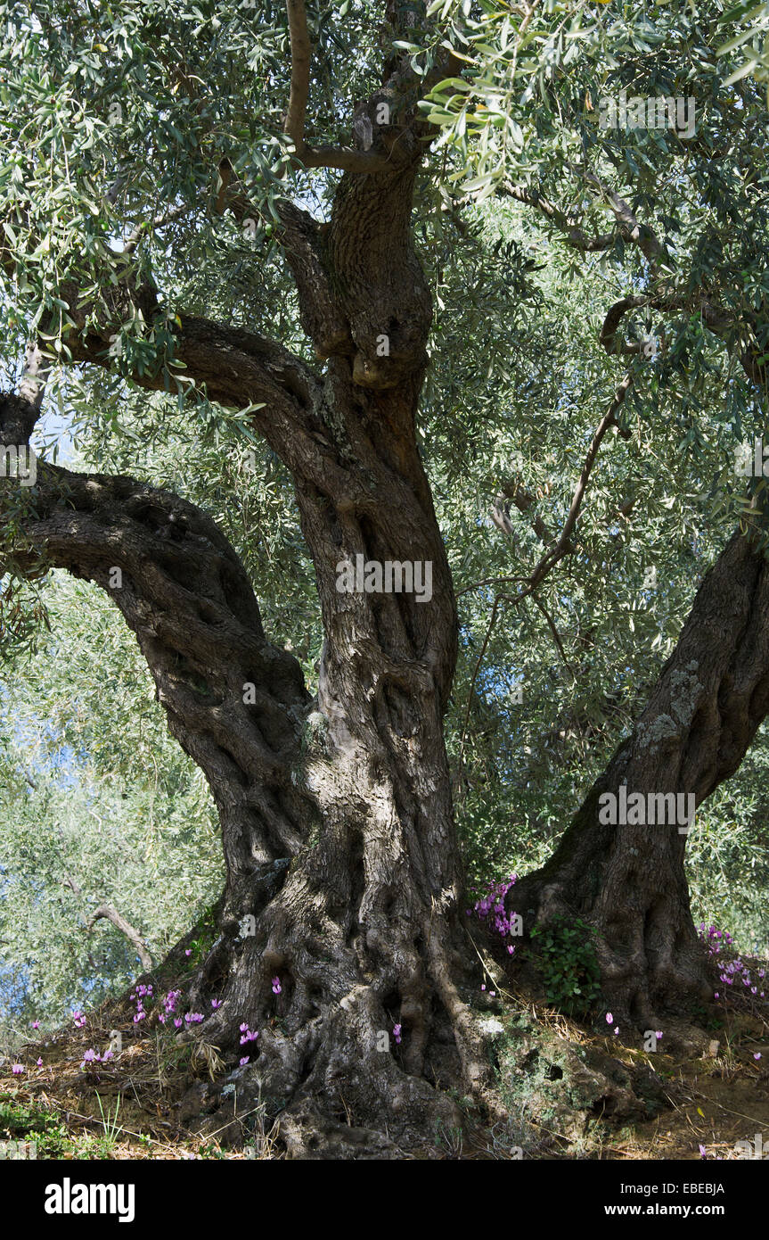 Knobby tree hi-res stock photography and images - Alamy