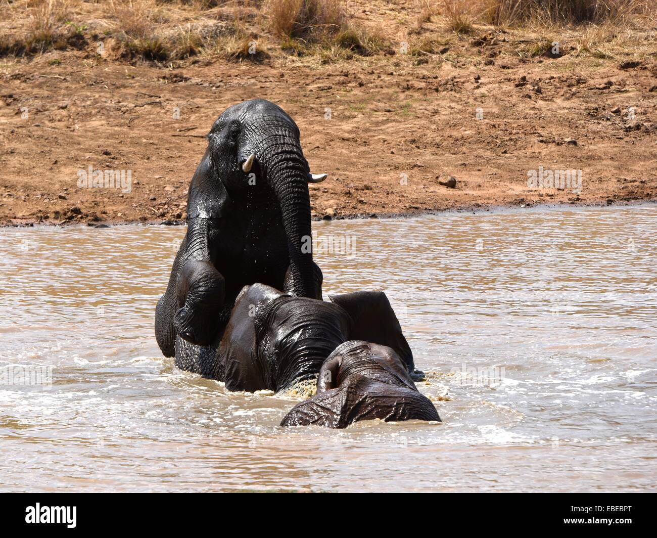 african elephants enjoying a bath Stock Photo - Alamy
