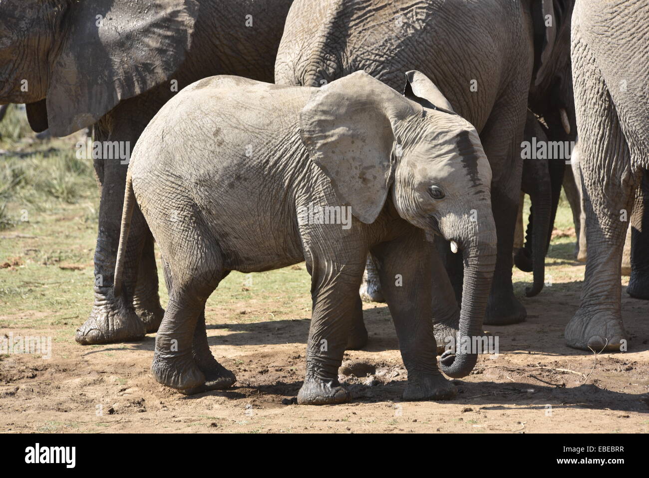 Starting growing tusks hi-res stock photography and images - Alamy