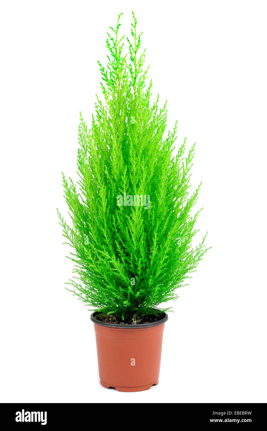 Cupressus macrocarpa goldcrest hi-res stock photography and images - Alamy