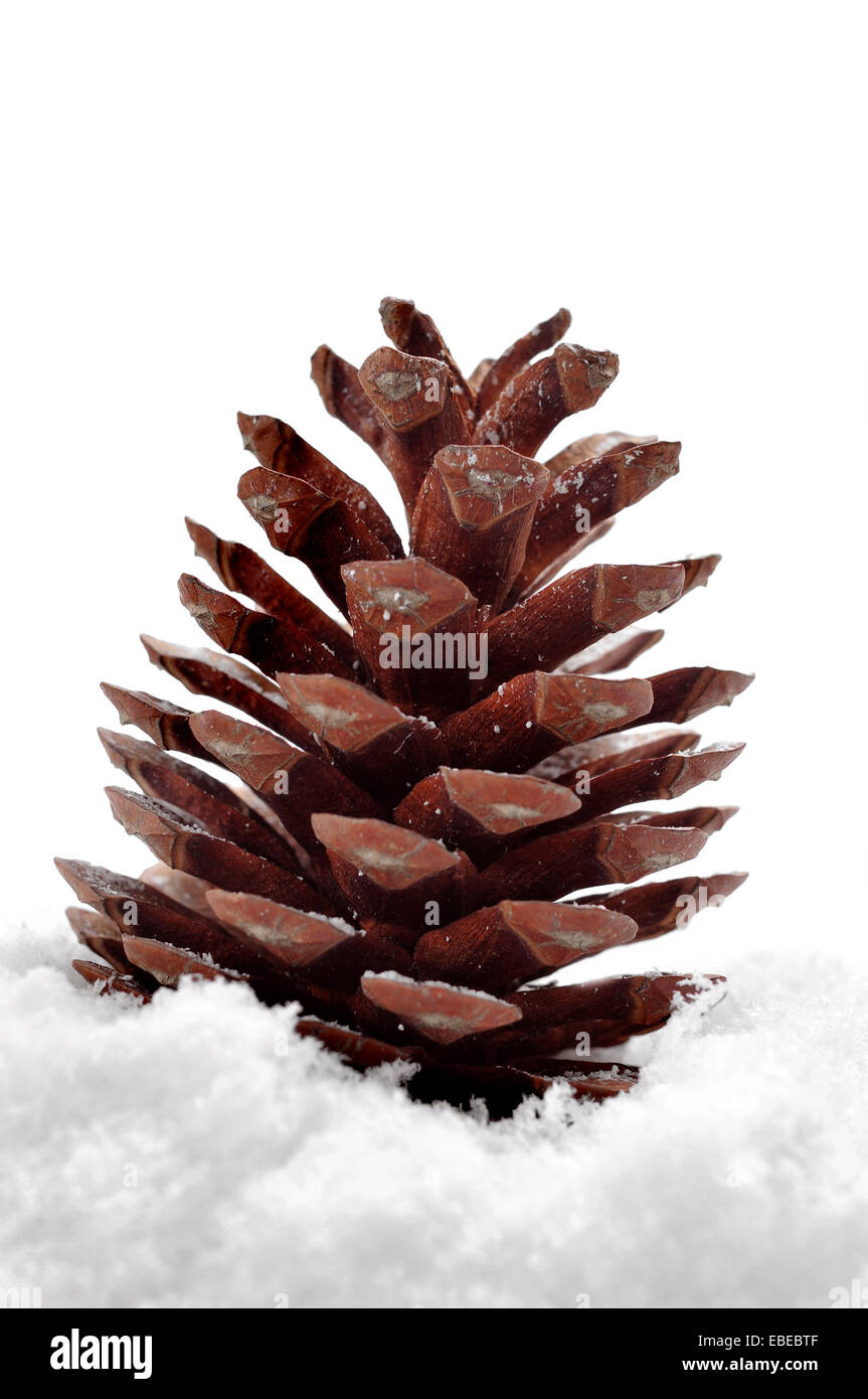 Pine cone snow hi-res stock photography and images - Alamy