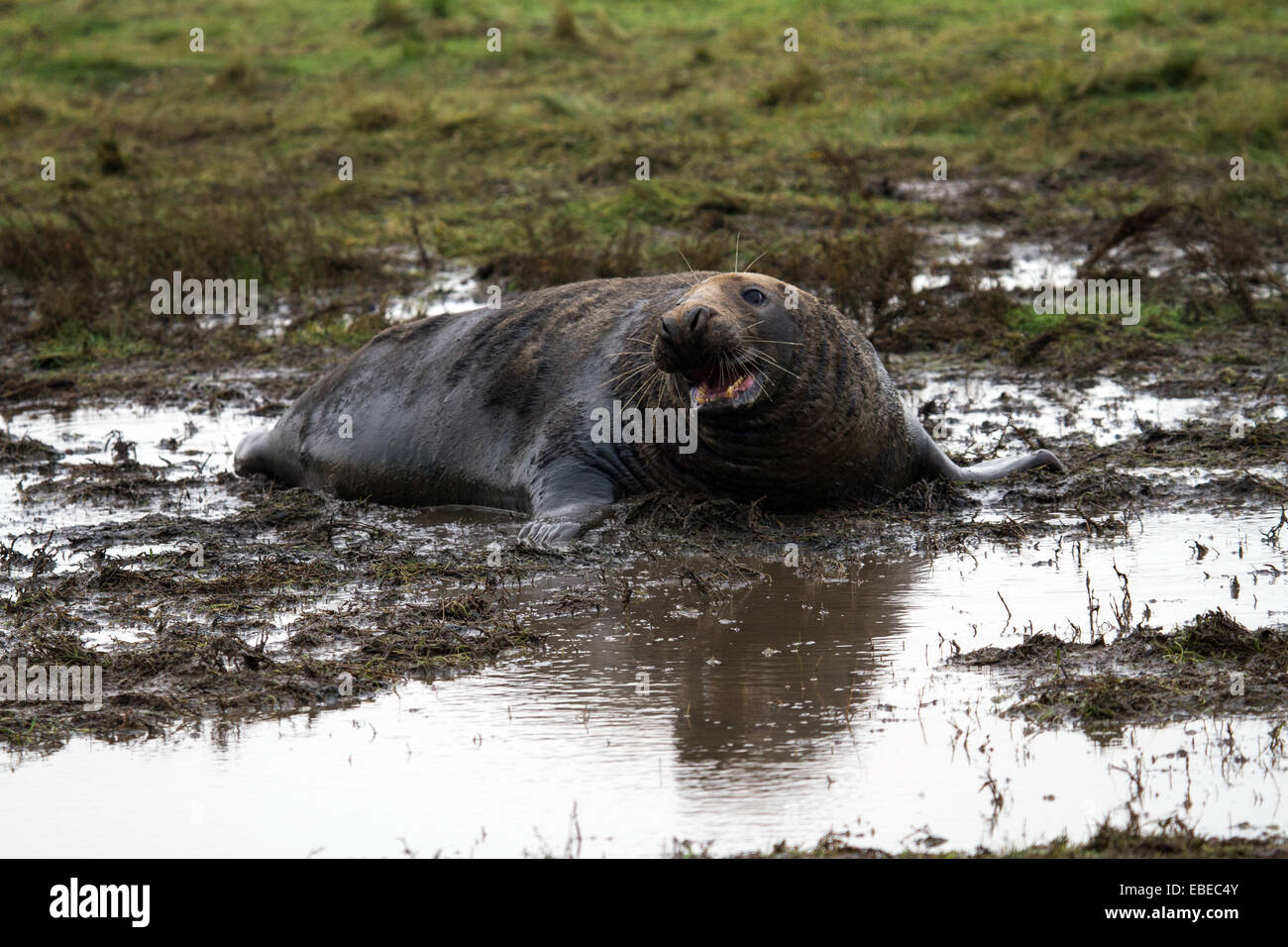 Seal in mud hi-res stock photography and images - Alamy