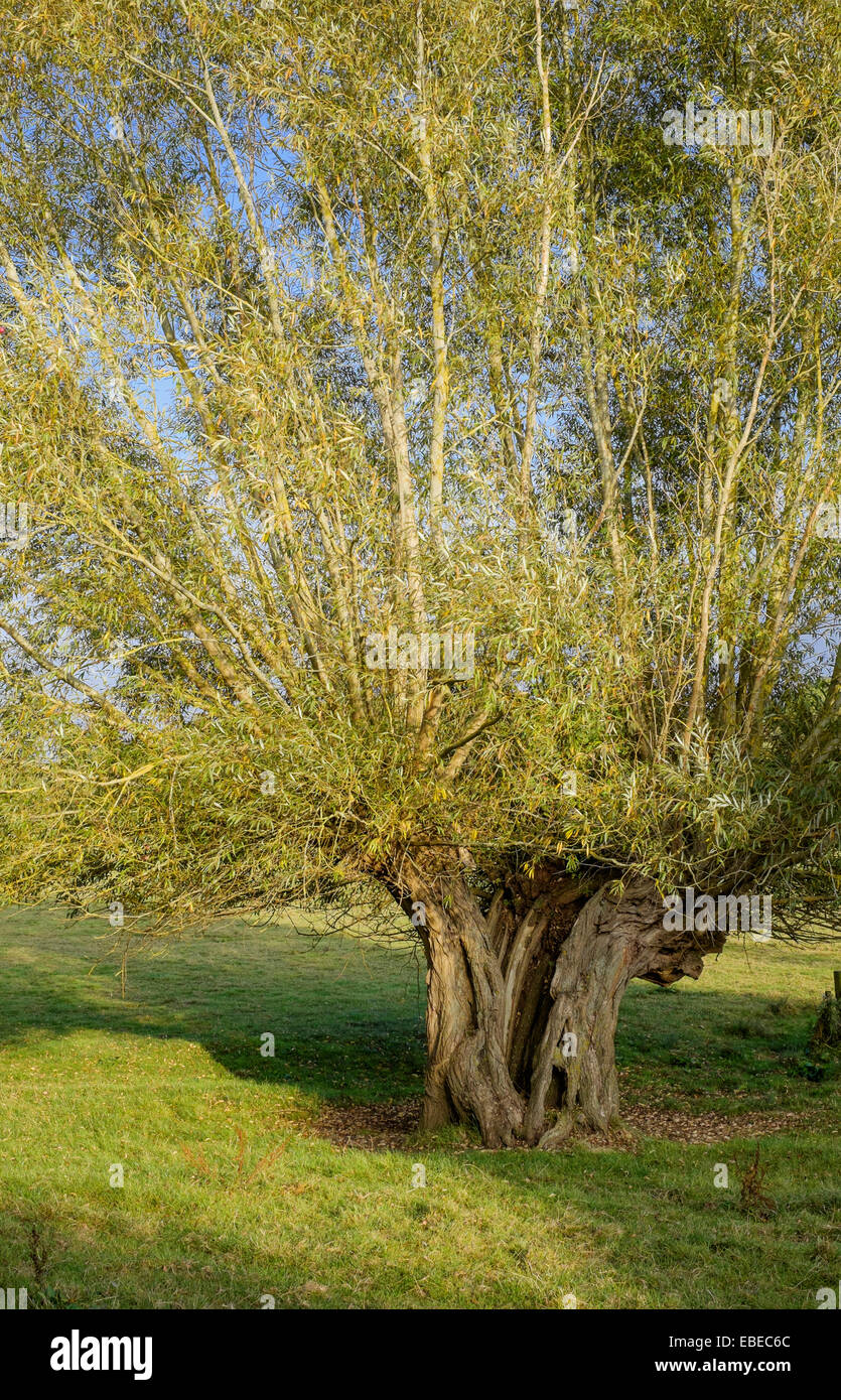 Willow tree uk hi-res stock photography and images - Alamy
