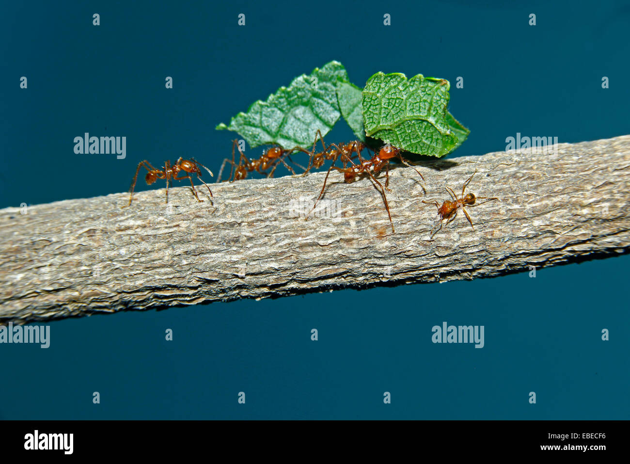 Ants carrying leaves hi-res stock photography and images - Alamy