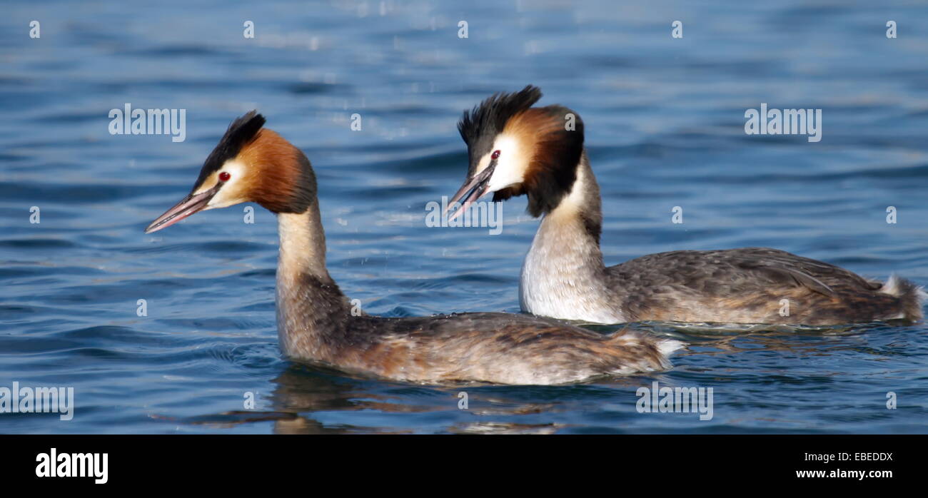 Female great crested grebe hi-res stock photography and images - Alamy