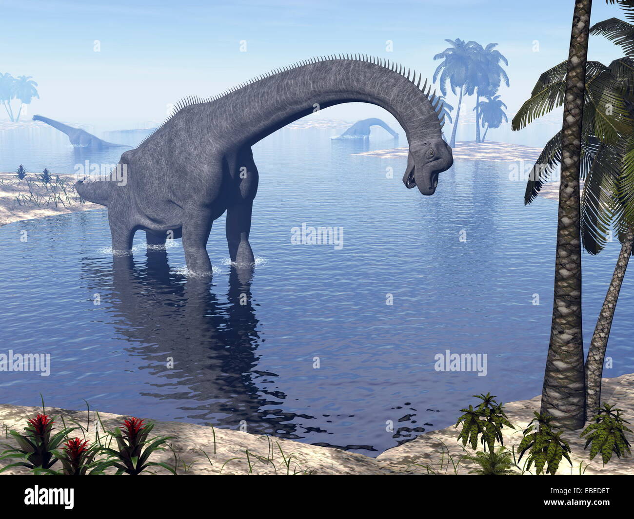 Brachiosaurus dinosaur walking in water landscape by morning light ...