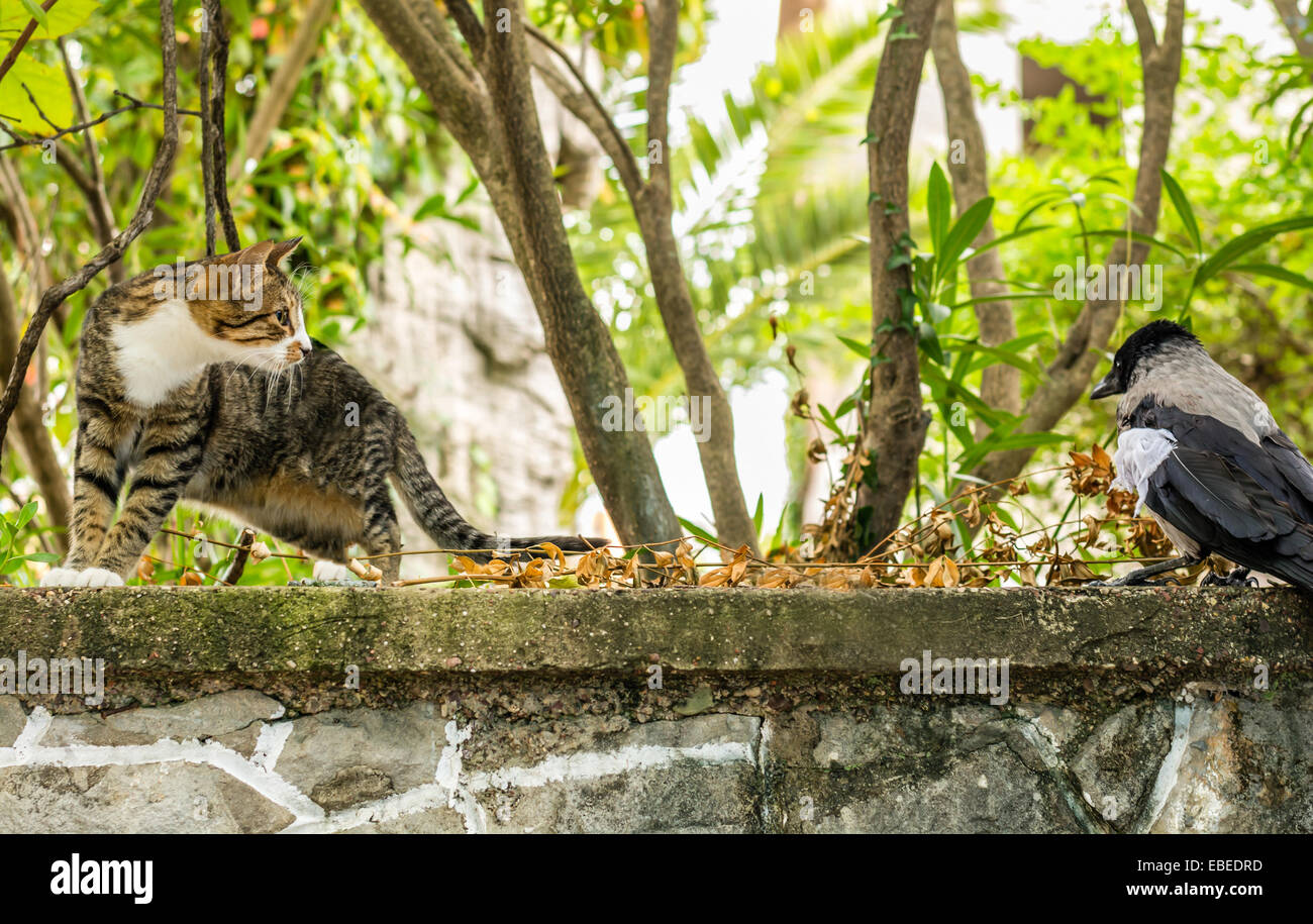 Cat and crow hi-res stock photography and images - Alamy