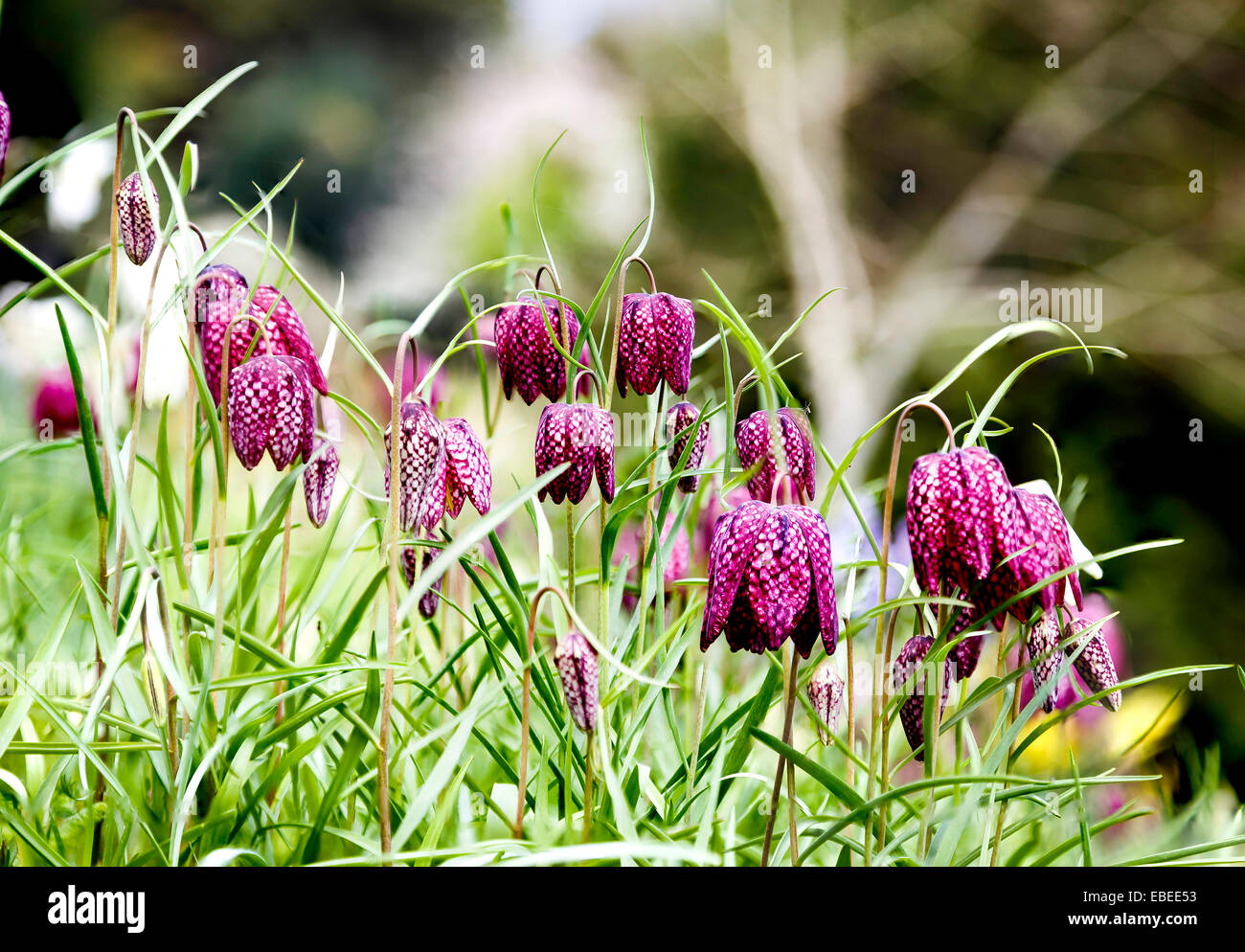 Snakes head hi-res stock photography and images - Alamy
