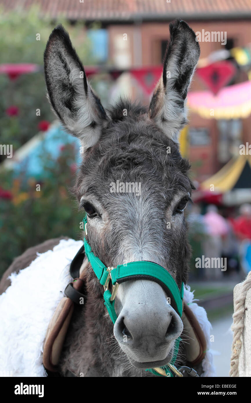 portrait of a cute donkey posing Stock Photo - Alamy