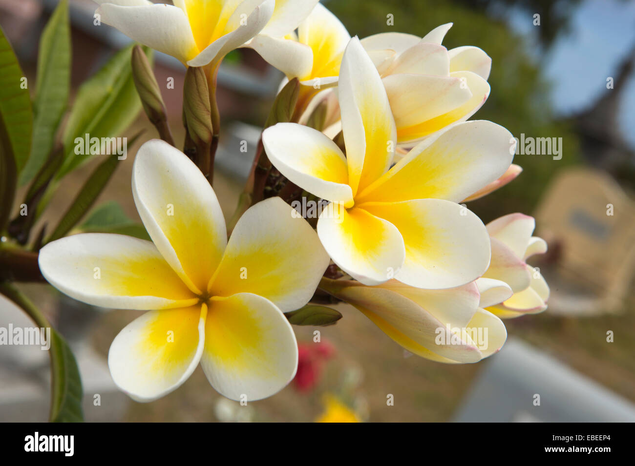 Mauritius tropical exotic flower hi-res stock photography and images ...