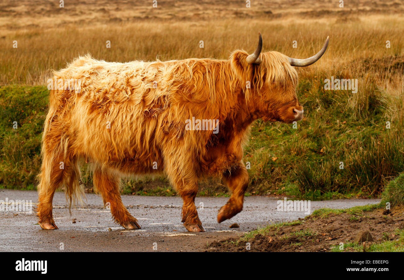 Exmoor Highland cow walking on the road, with long sharp horns & hair ...