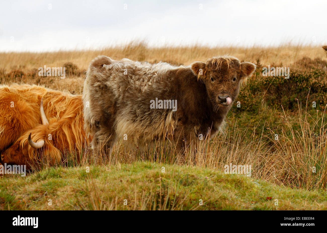 Exmoor Highland cow & calf at Porlock Post, with long horns & long hair ...