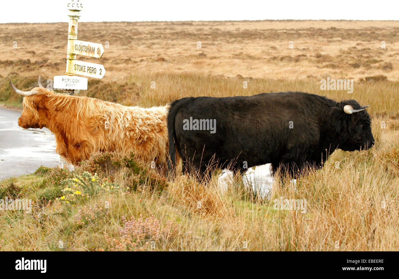 Pero bull hi-res stock photography and images - Alamy