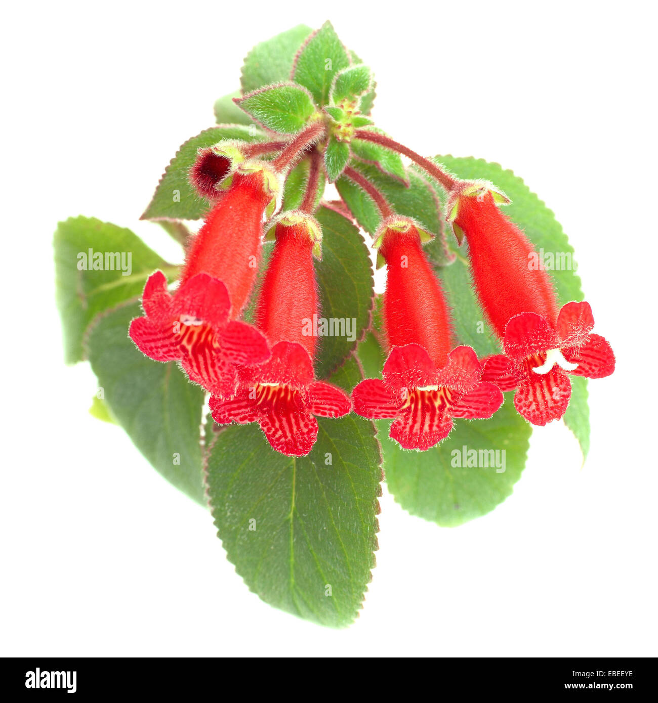 Red kohleria rongo hi-res stock photography and images - Alamy