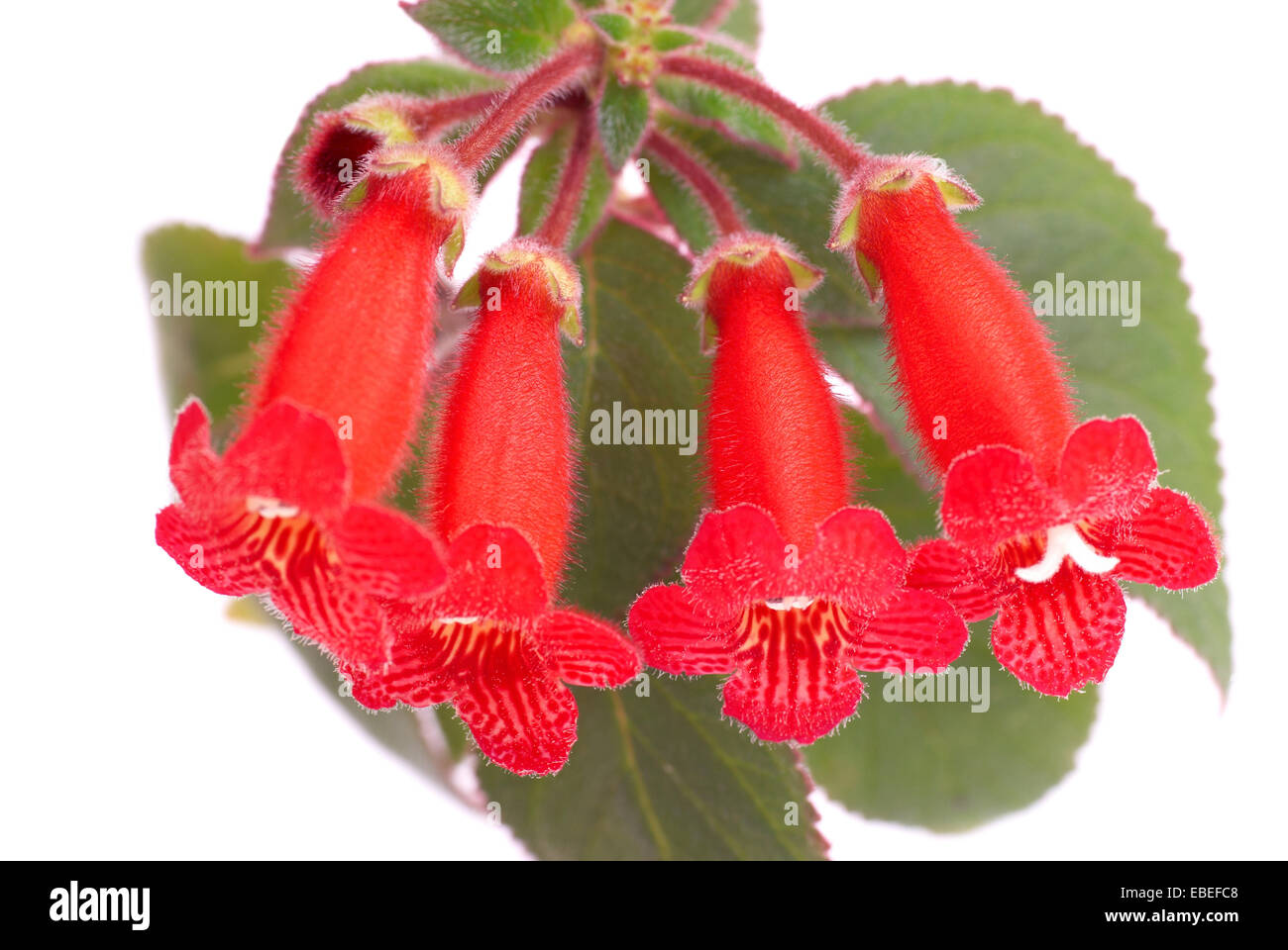 Red kohleria rongo hi-res stock photography and images - Alamy