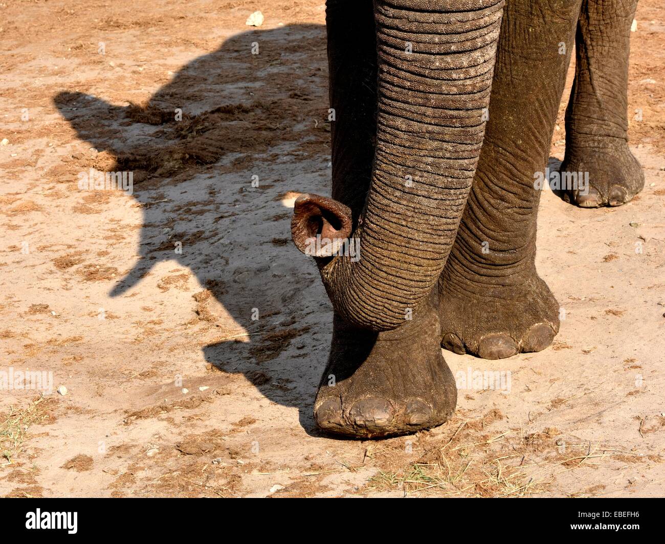 african elephant trunk Stock Photo - Alamy