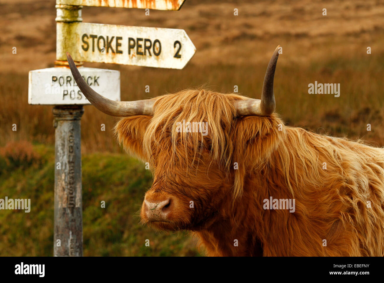 Exmoor Highland cattle at Porlock Post, with long horns & long hair ...