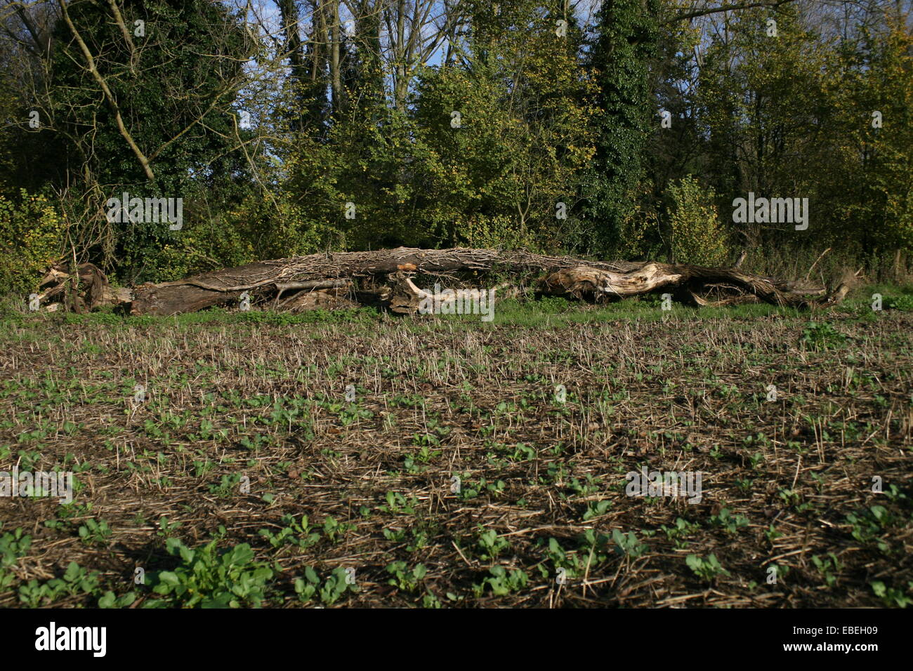Fallen tree in front of the forest Stock Photo - Alamy