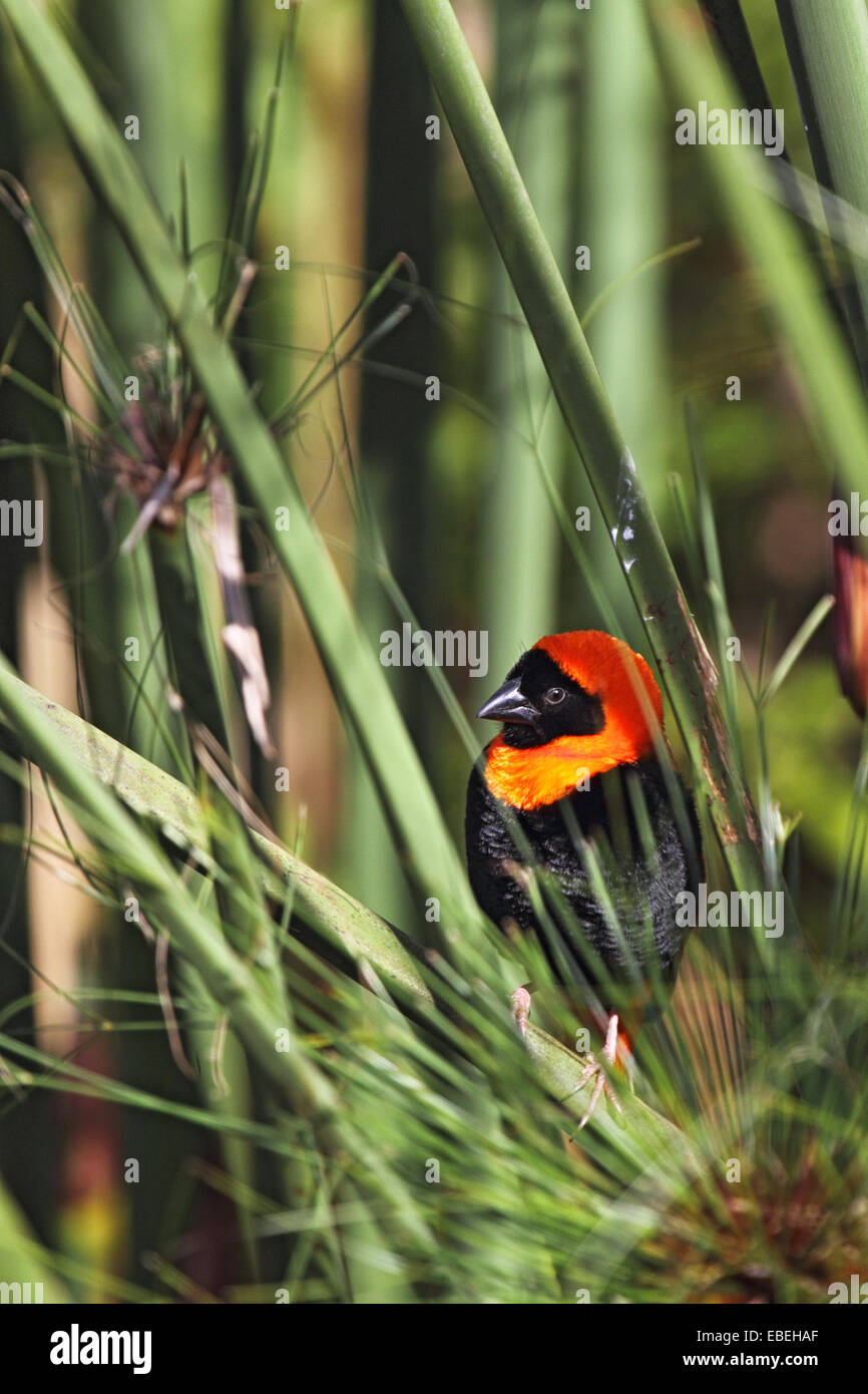 Southern Red Bishop (Euplectes orix) sitting in the reeds Stock Photo ...