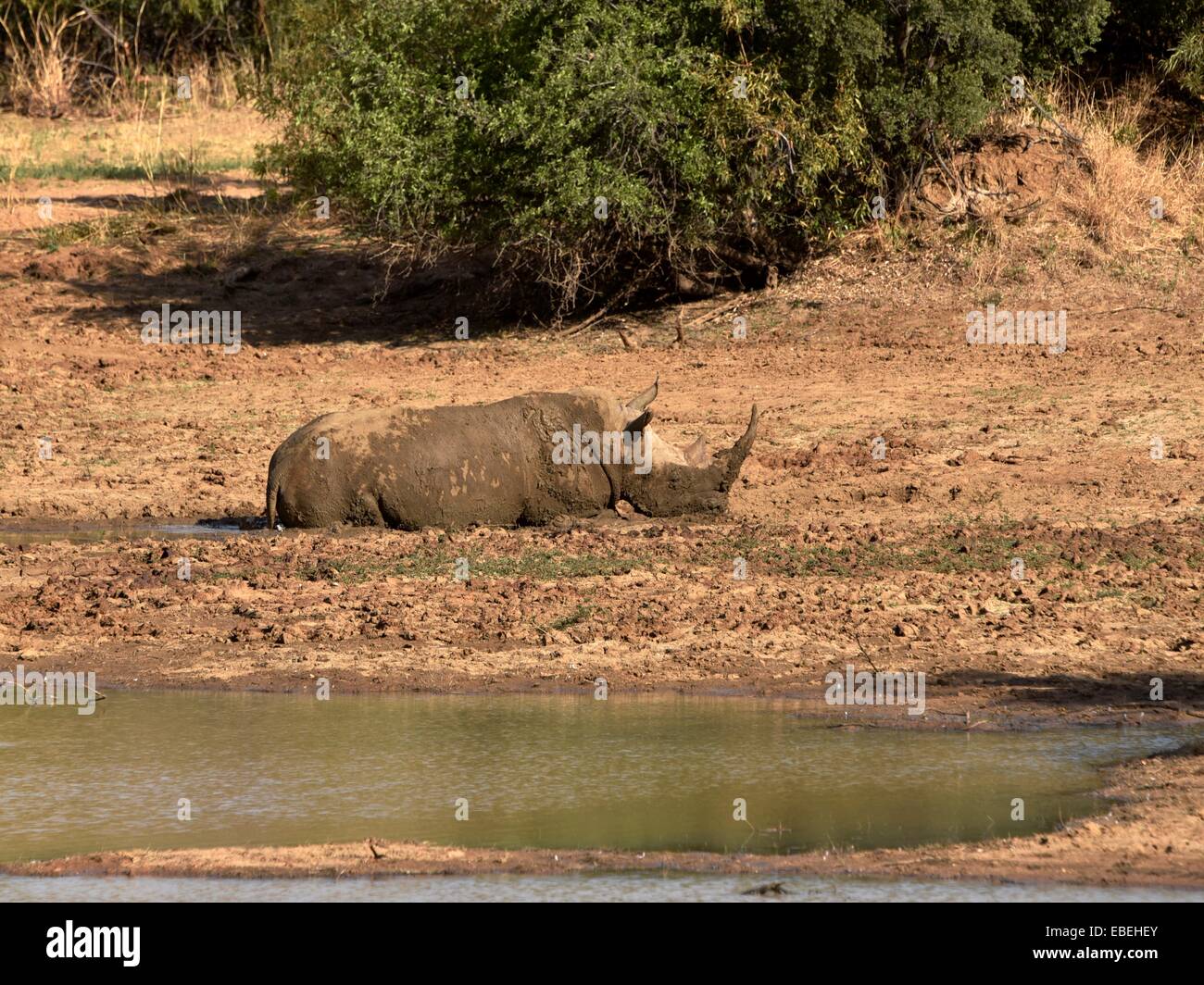white rhino relaxing after a mud bath Stock Photo - Alamy