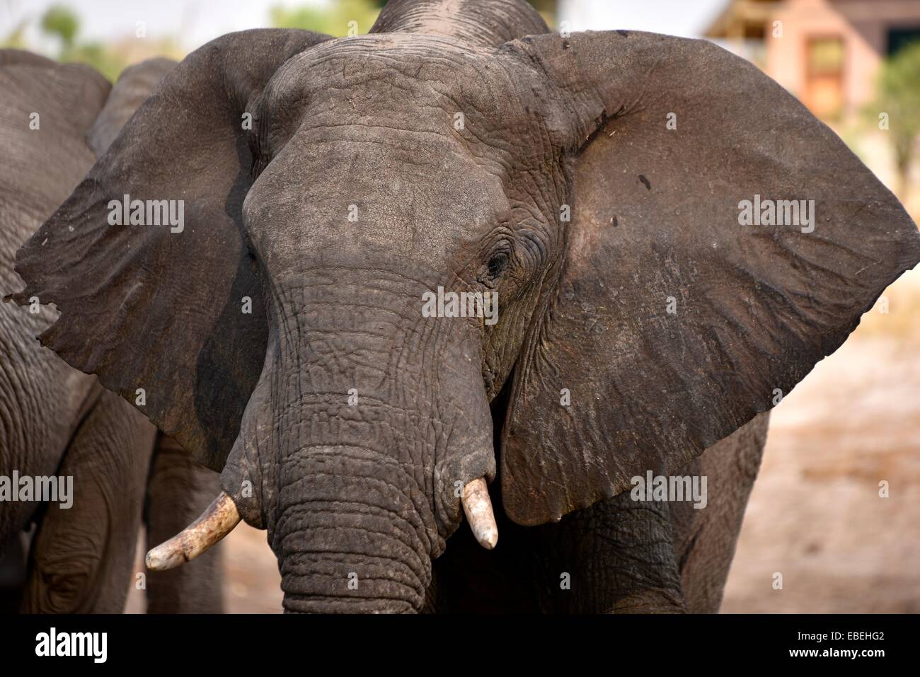 african elephant shaking his large ears Stock Photo - Alamy