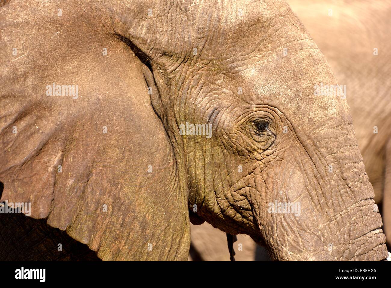 african elephant bull closeup Stock Photo - Alamy