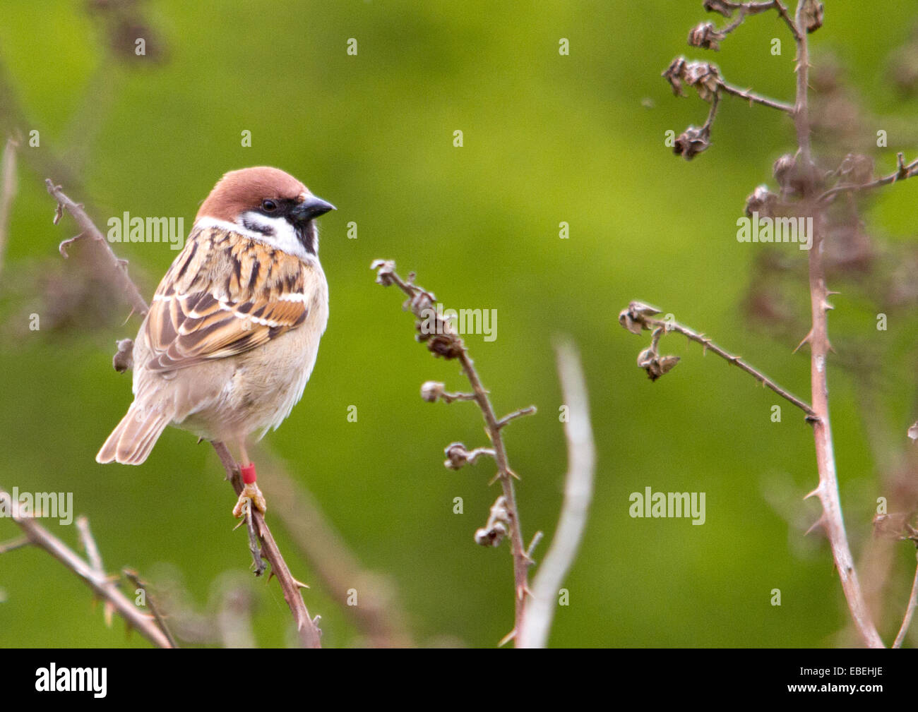Eurasian Tree Sparrow Stock Photo - Alamy