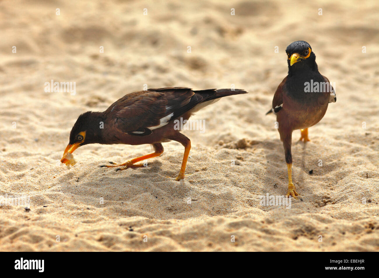 Common Myna birds on a beach in Phuket Thailand Stock Photo - Alamy
