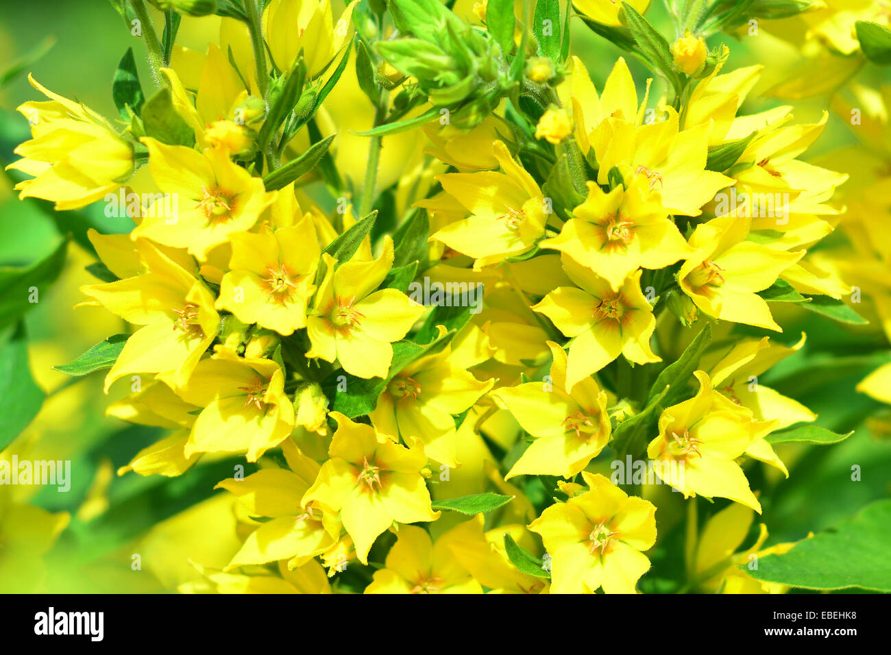 Yellow loosestrife flower Stock Photo - Alamy