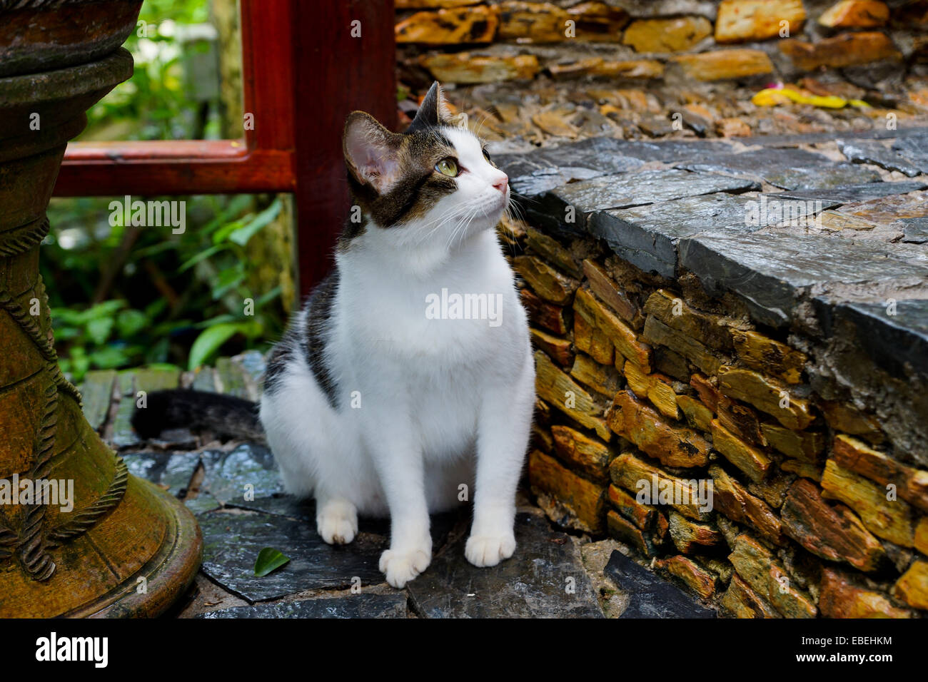 White cat hi-res stock photography and images - Alamy