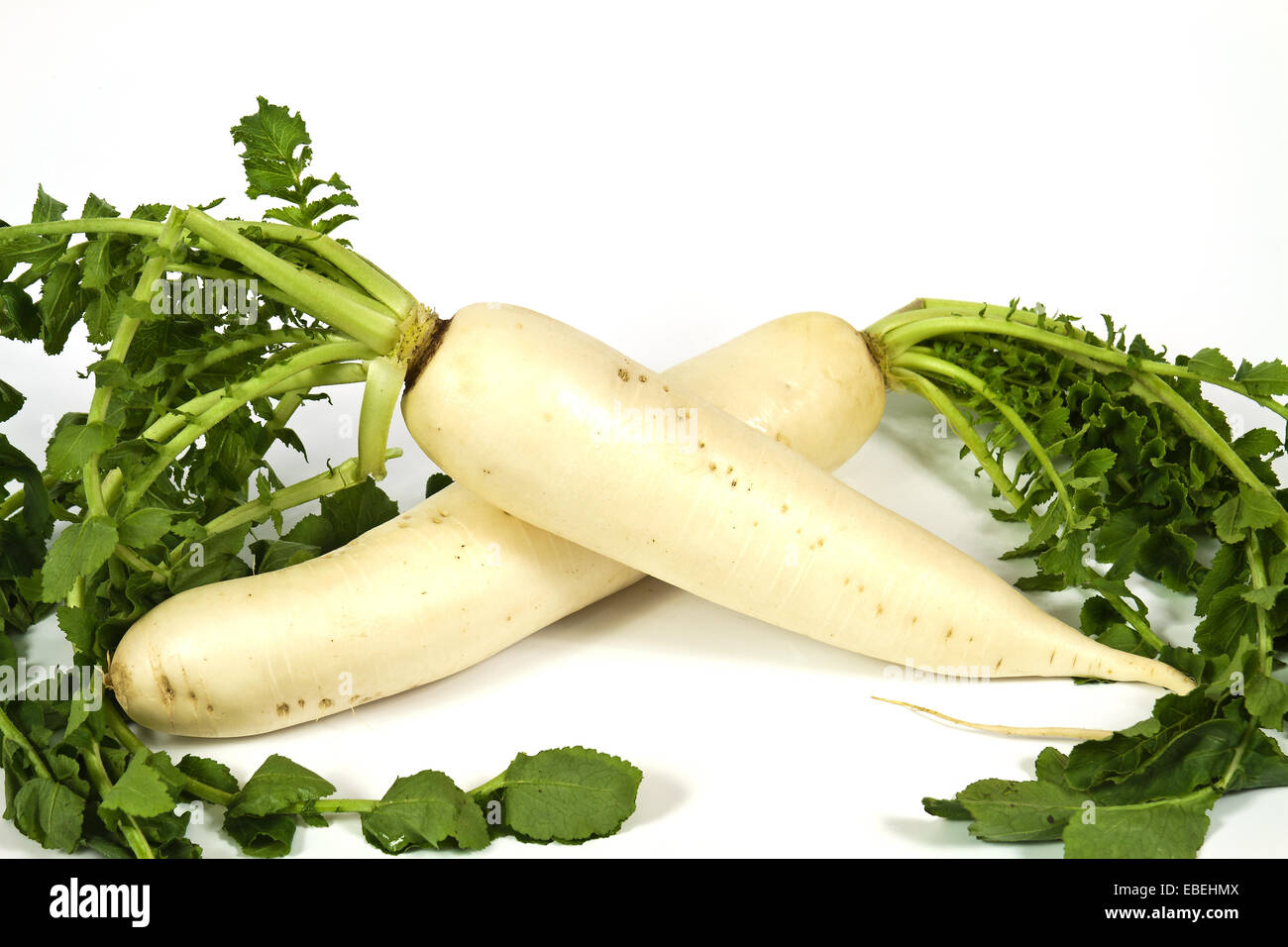 Cone shaped leaves hi-res stock photography and images - Alamy