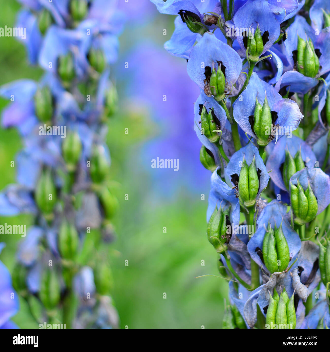 Delphinium flower seeds Stock Photo - Alamy