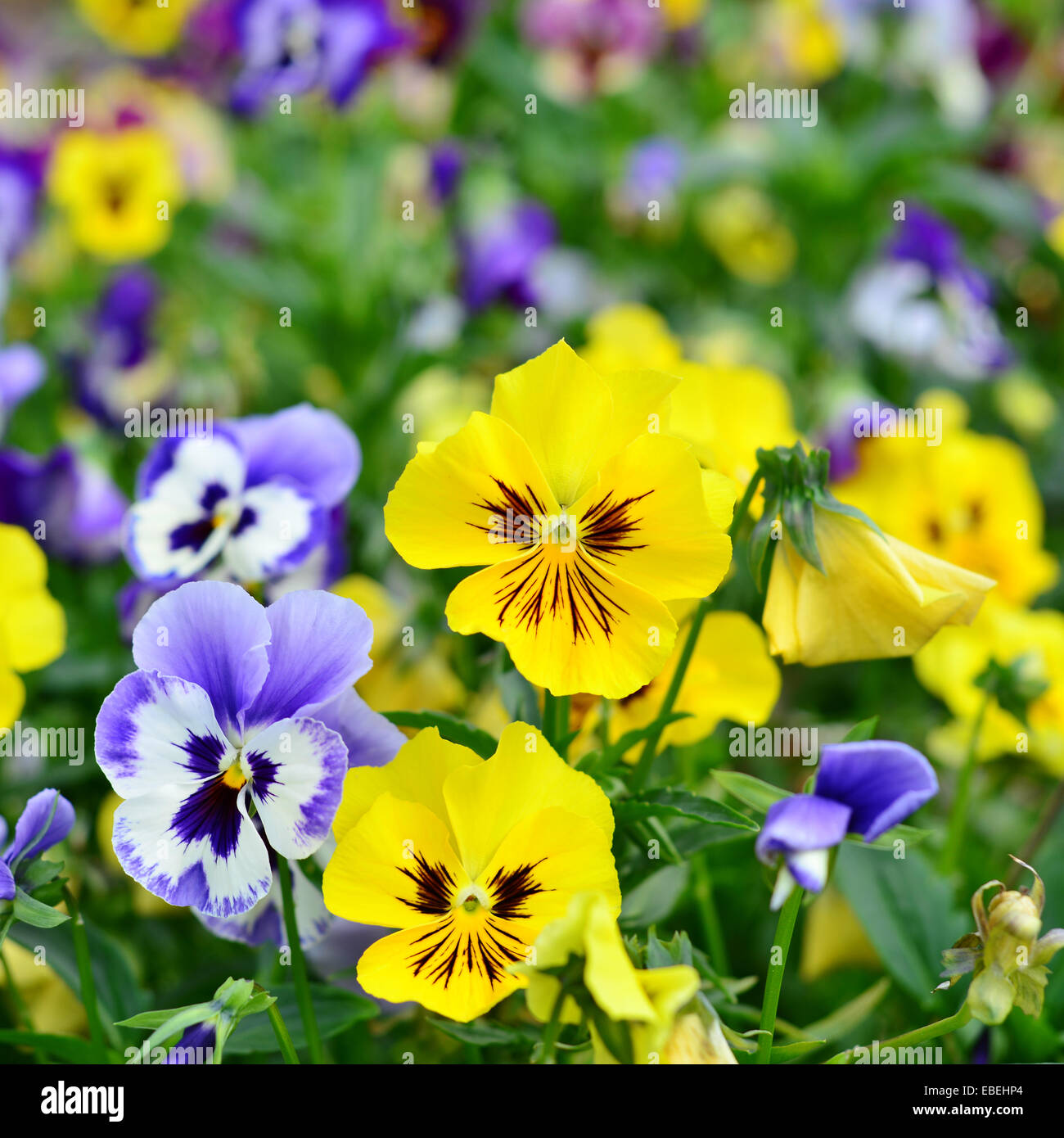 Viola Flowers pansy Stock Photo - Alamy