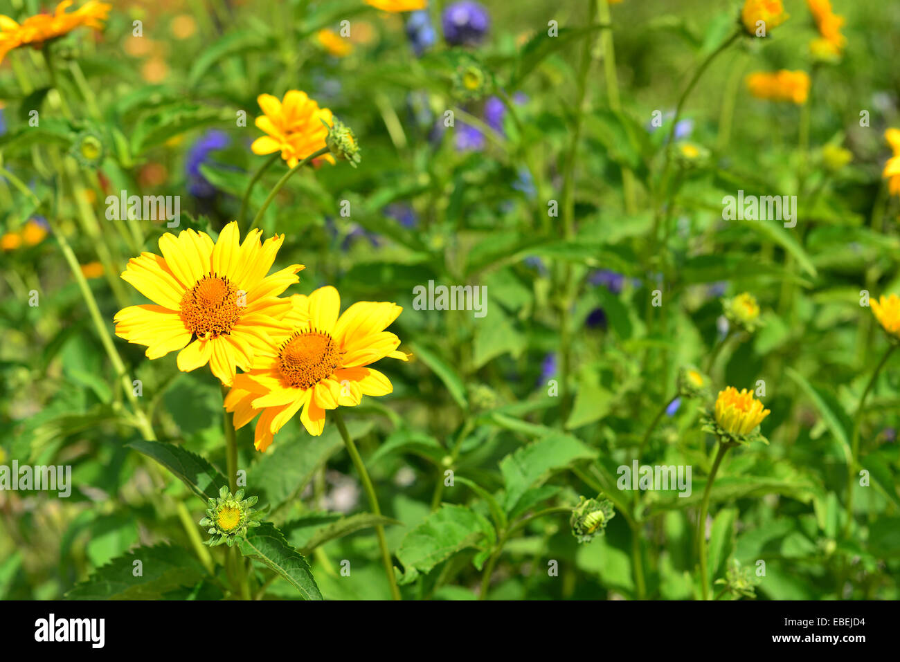 Flowers yellow Heliopsis Stock Photo - Alamy