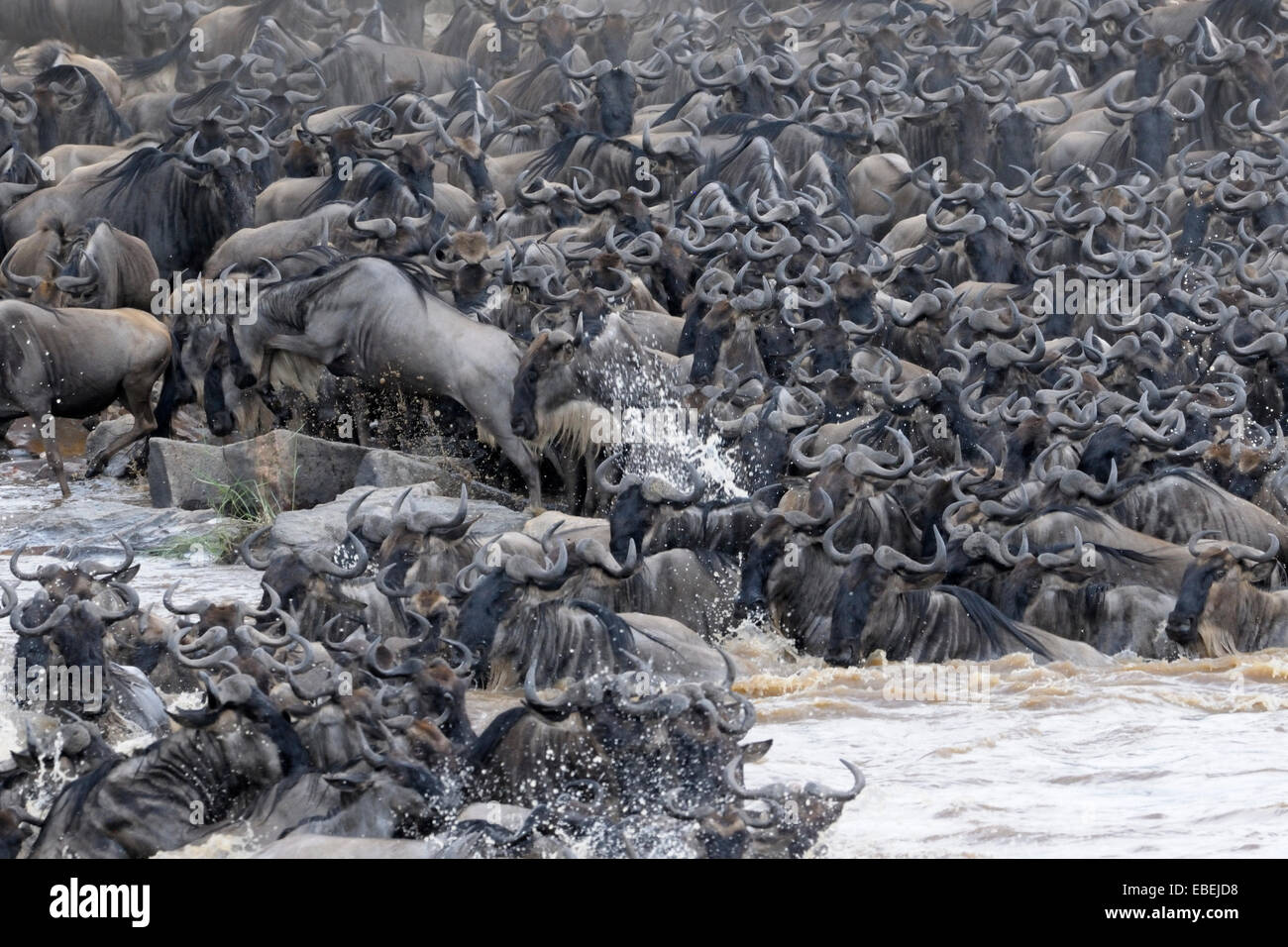 Great migration mara river hi-res stock photography and images - Alamy