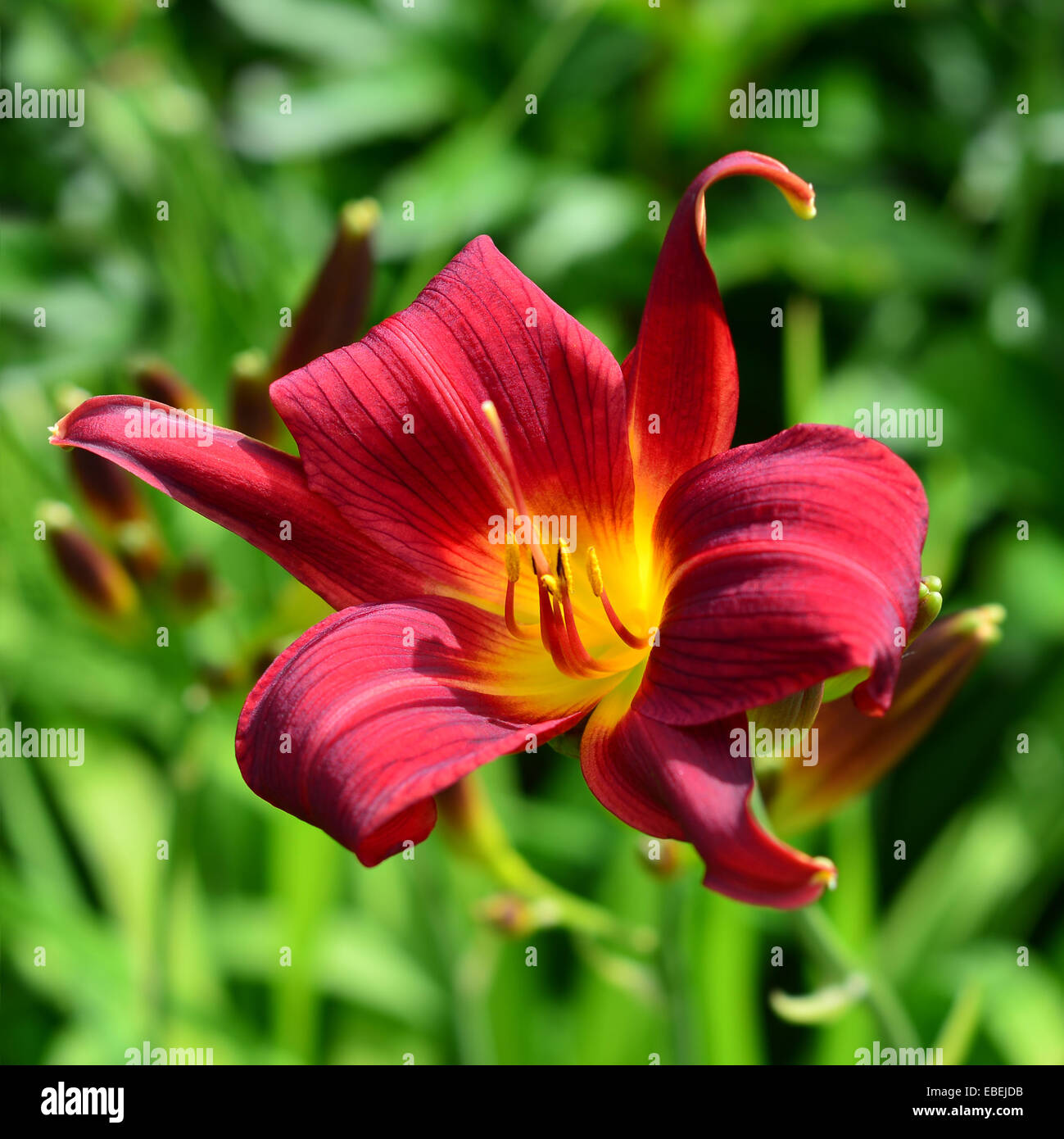 Red lily flower Stock Photo - Alamy