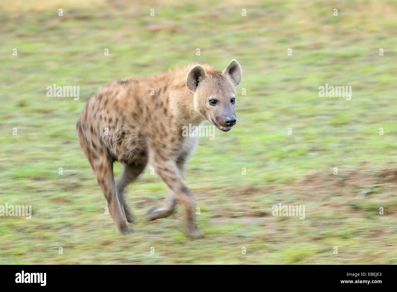 Hyenas Running