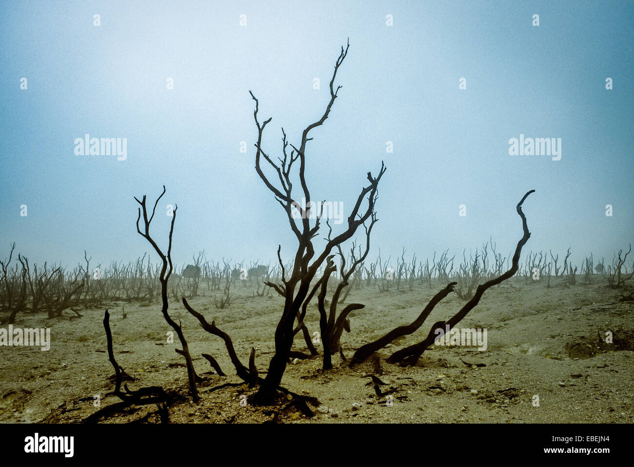 A bare tree near the crater of Mount Papandayan volcano, Indonesia ... A bare tree near the crater of Mount Papandayan volcano, Indonesia ...