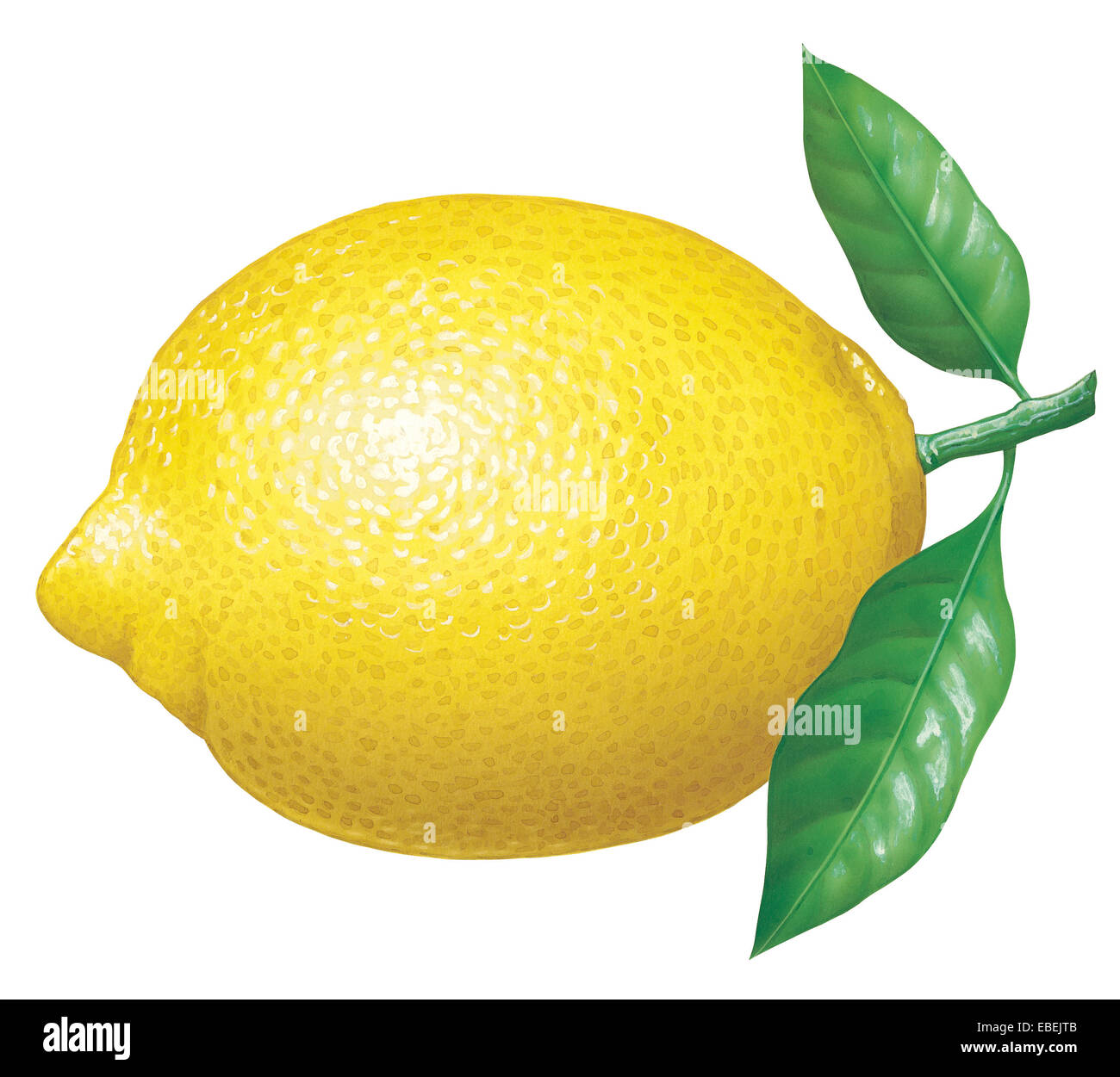 Yellow Lemon Illustration Stock Photo - Alamy