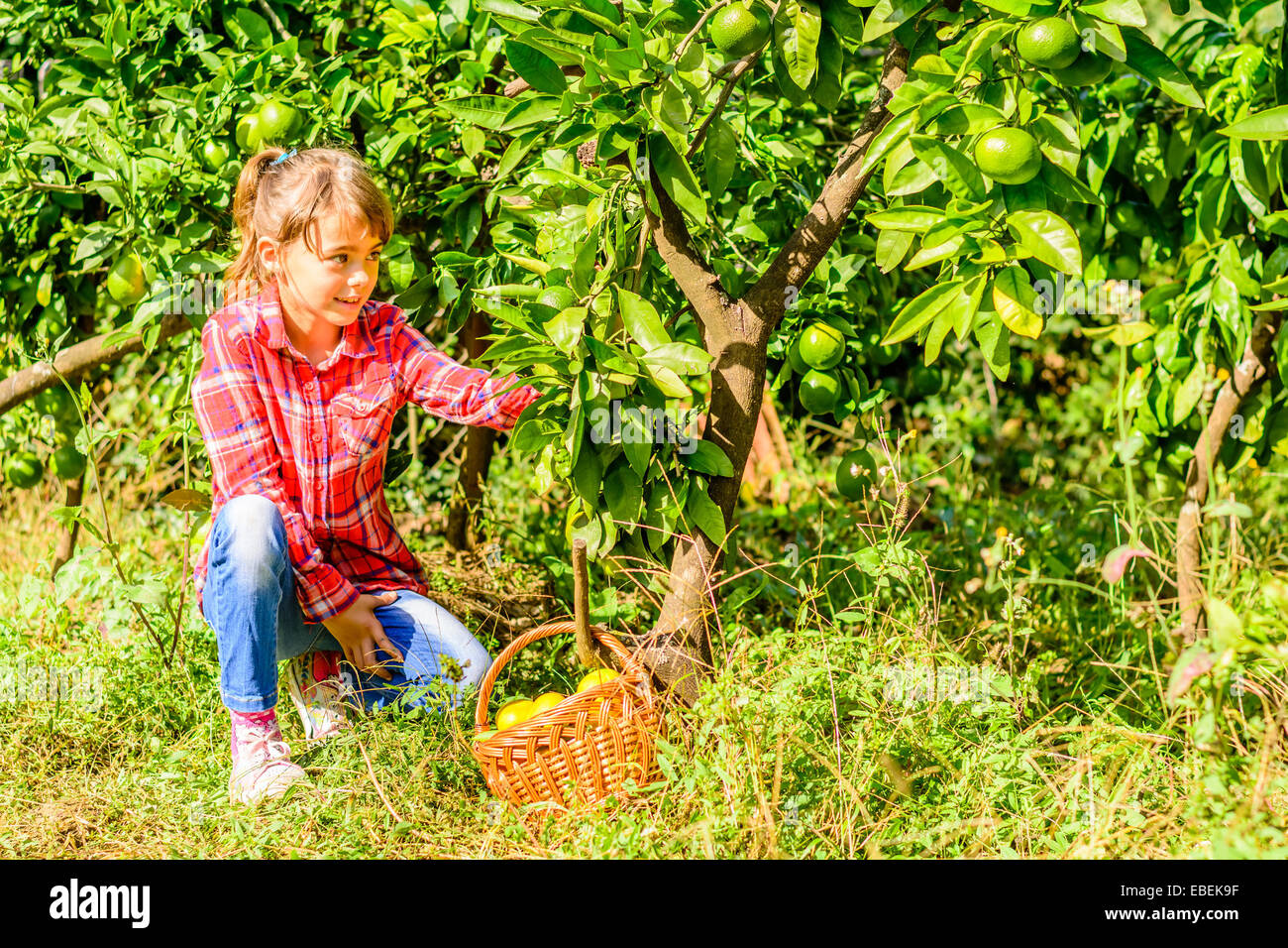 Picking fruit hi-res stock photography and images - Alamy
