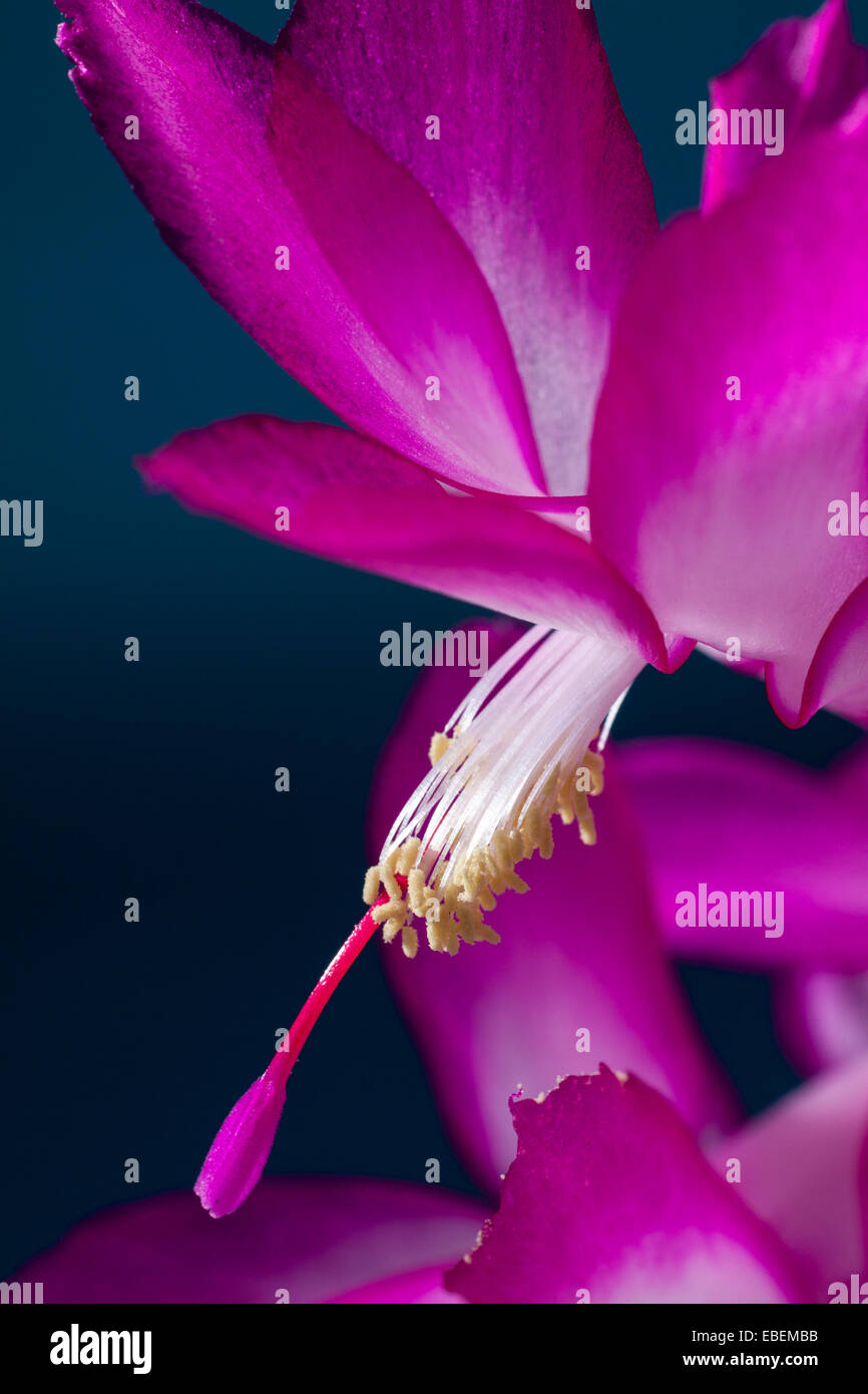 Full bloom cactus flower hi-res stock photography and images - Alamy