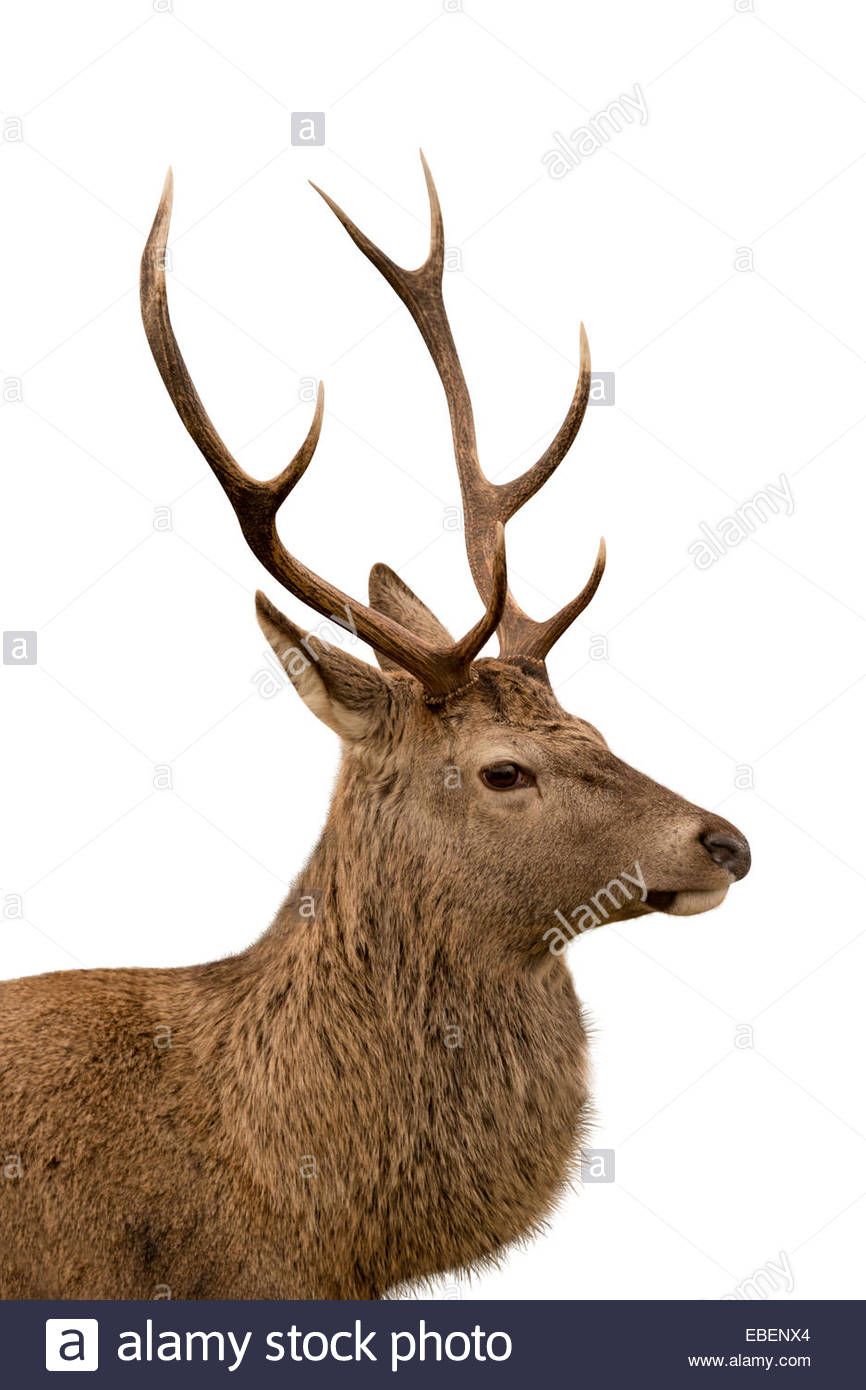 Deer Profile Stock Photos & Deer Profile Stock Images - Alamy