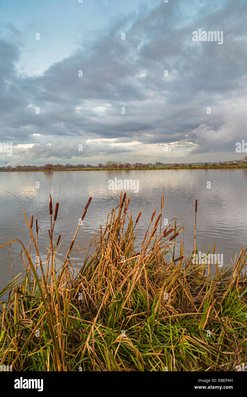 Bullrushes hi-res stock photography and images - Alamy