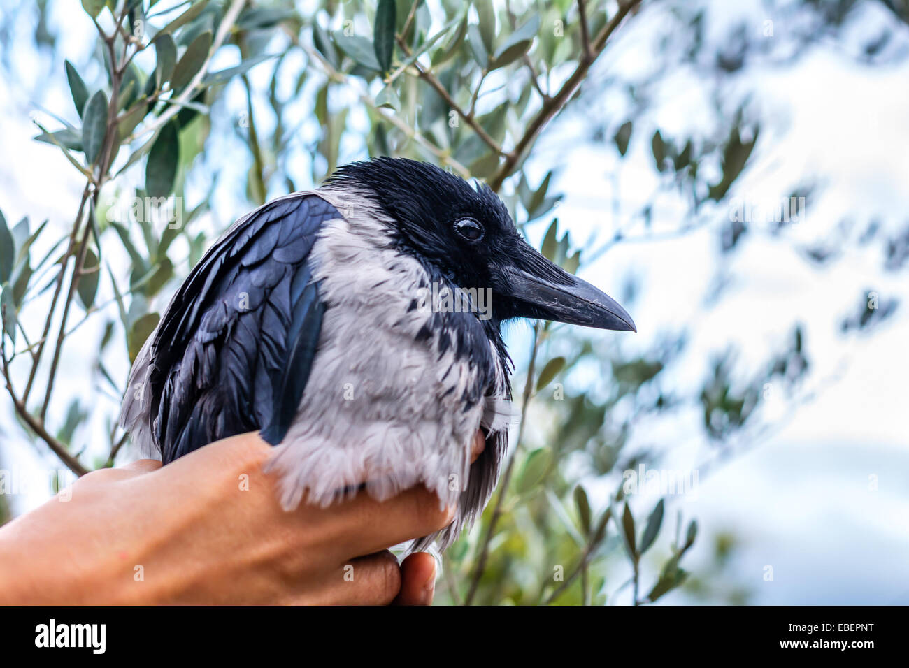 Crow bird human hi-res stock photography and images - Alamy