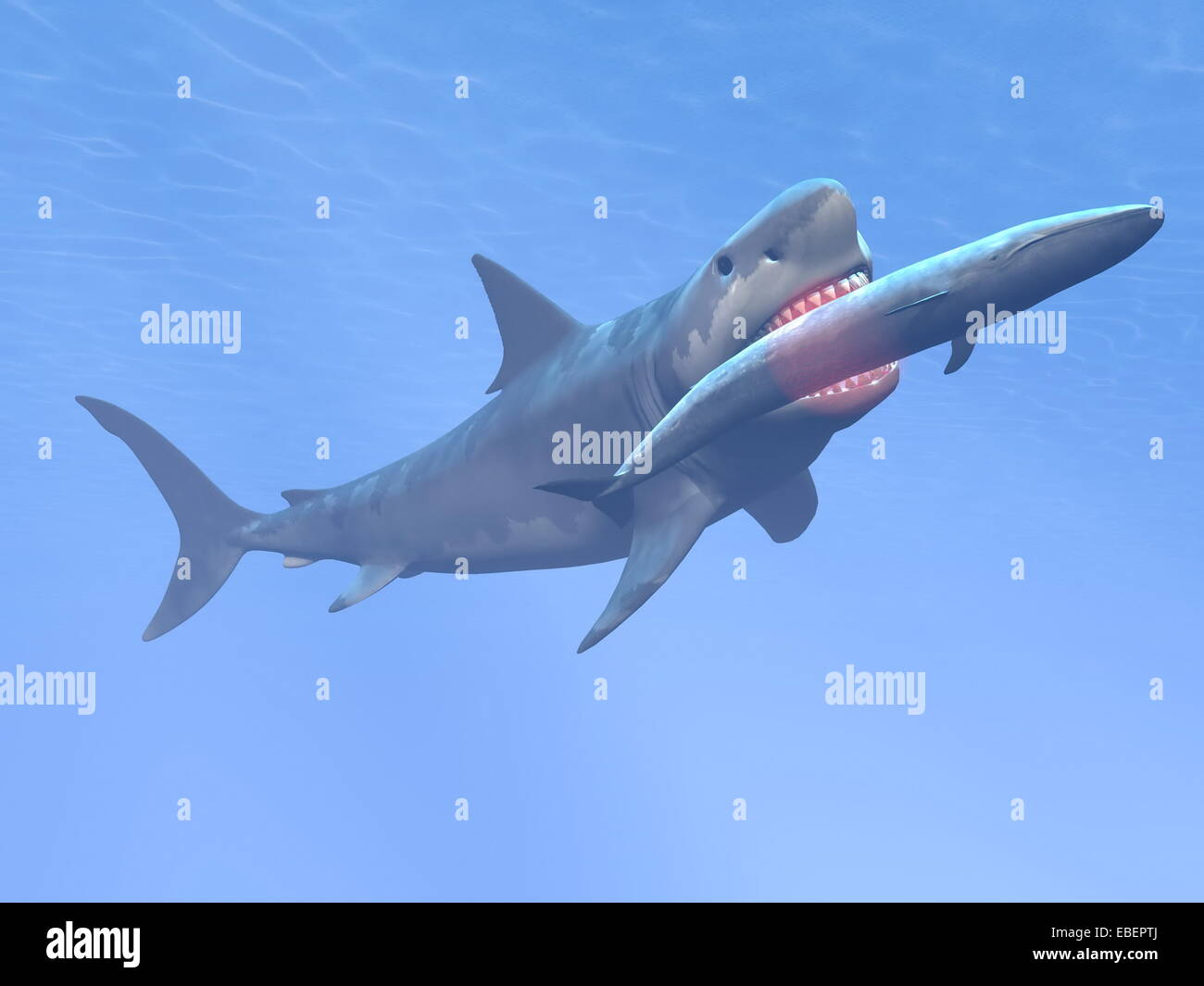 Megalodon hi-res stock photography and images - Alamy