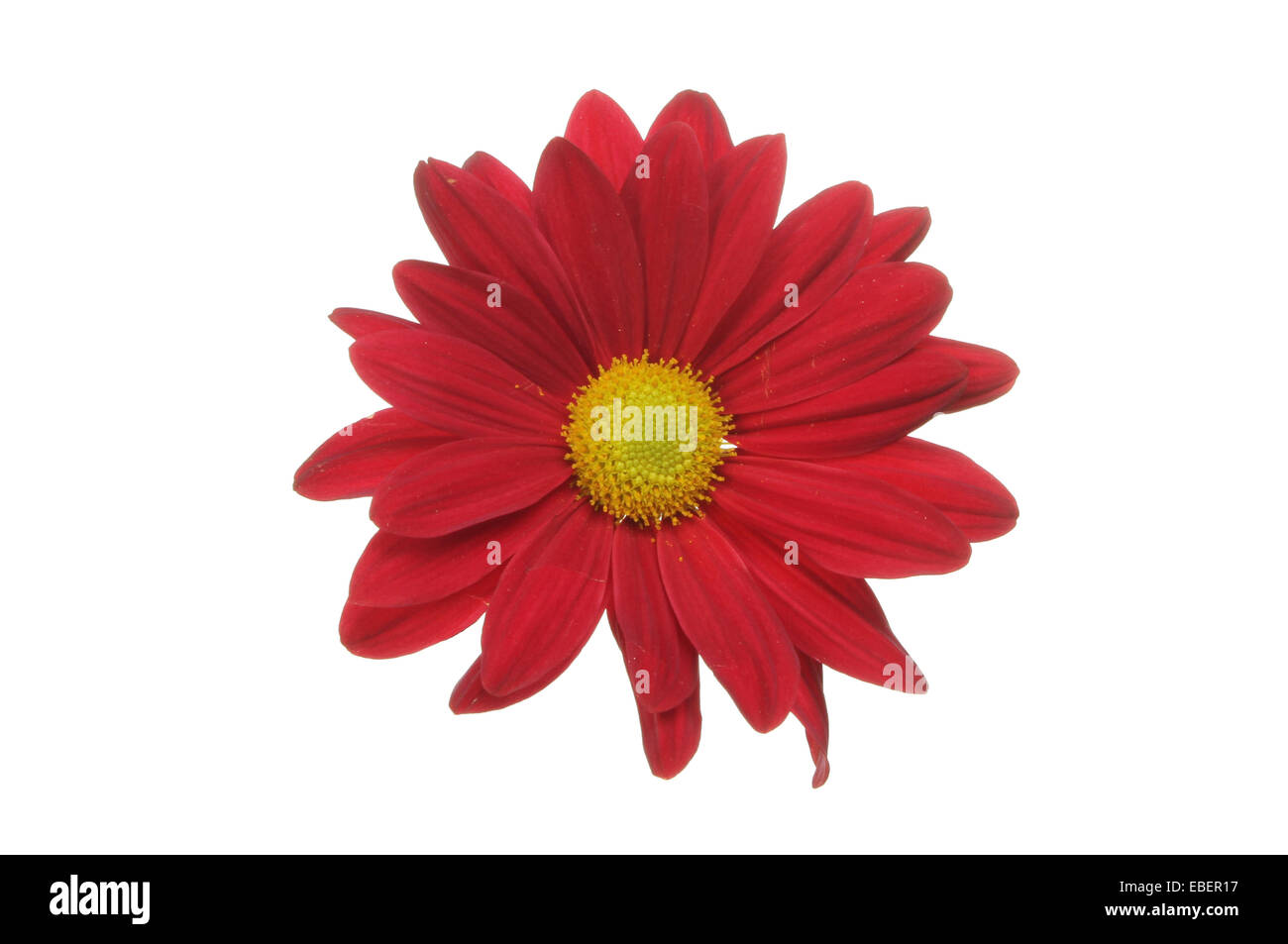 Dusky red daisy flower isolated against white Stock Photo - Alamy